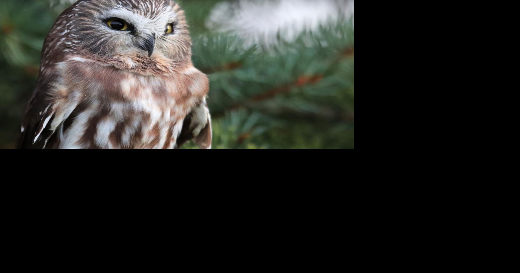 Owl Hearing | Fur, Fins & Feathers | keenesentinel.com