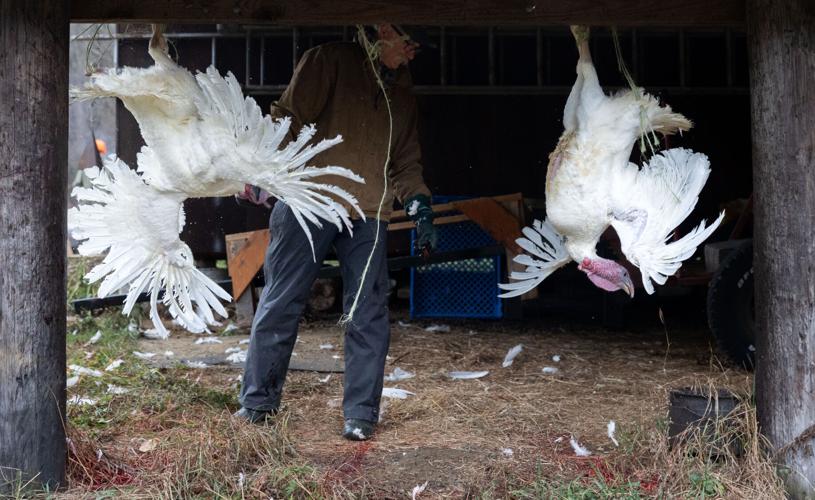 Alstead farm's 'plucking party' a pre-Thanksgiving tradition | Photos ...