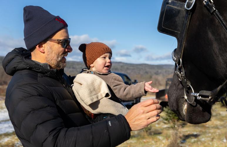 At Walpole NH farm, draft horses are the mane event | Local News ...
