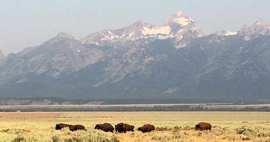 Sentinel reporter visits Wyoming, does not encounter a grizzly bear ...