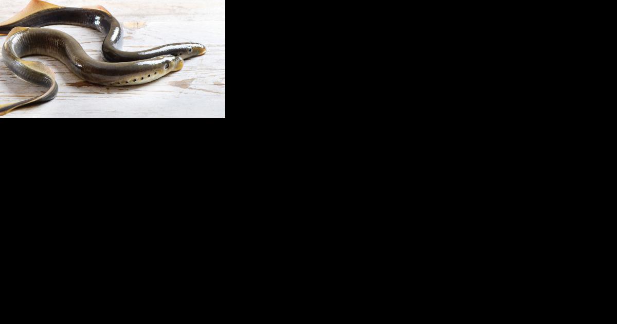 lamprey teeth function