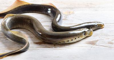 Sea Lampreys: Vampires of the Deep | Hub | keenesentinel.com