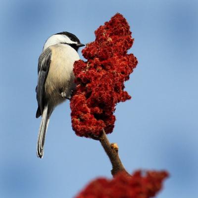 chickadee magazine promo code