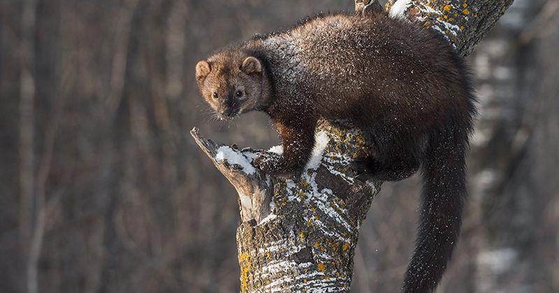 fisher cat description