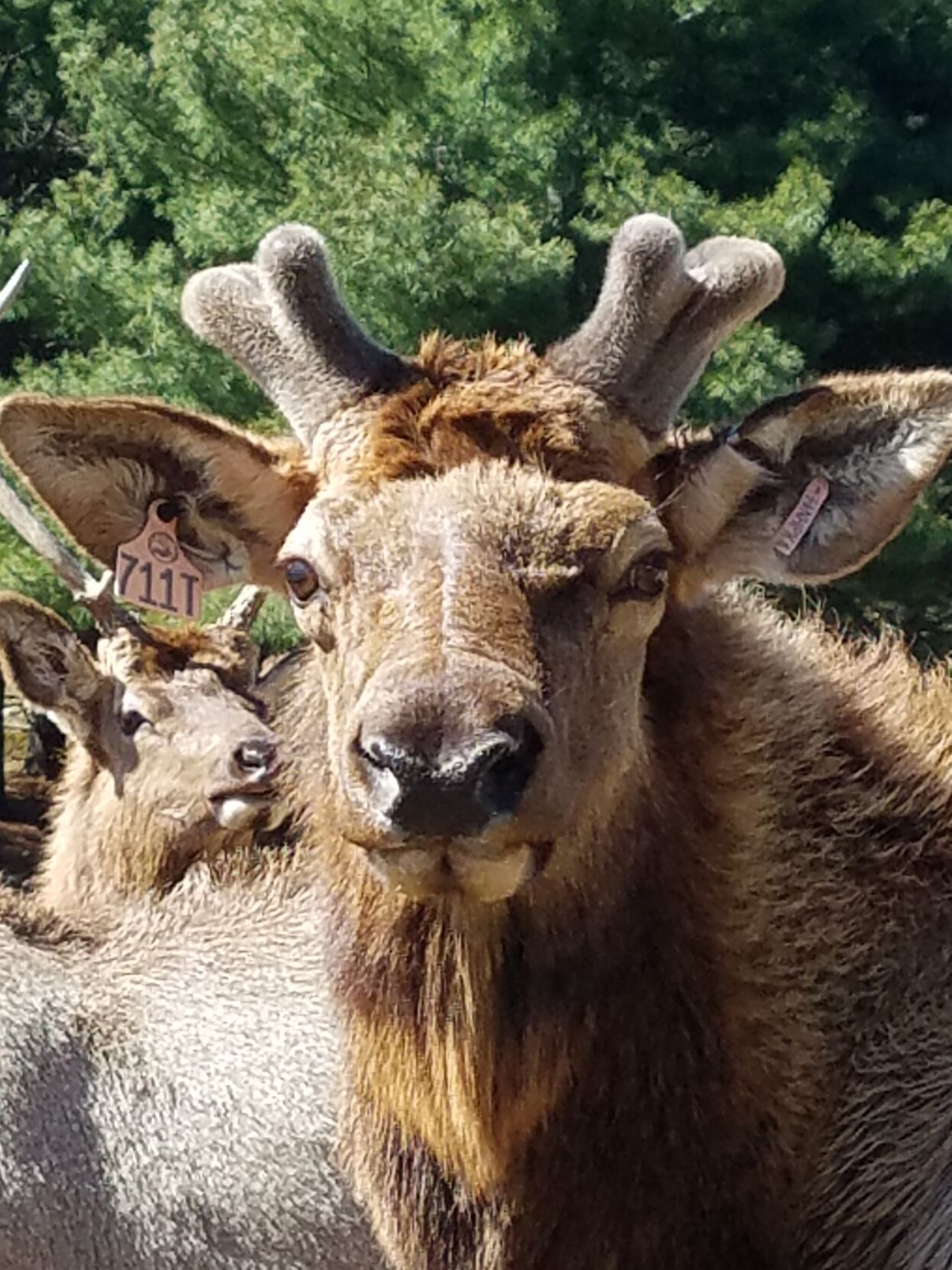 Meet Tara Stolz, Accidental Yak Farmer | It Takes a Farm ...