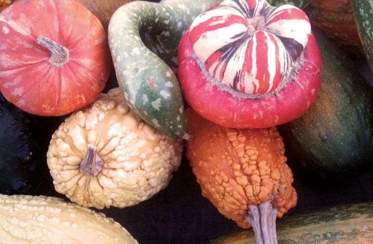 The Story of Gourds: Celebrating Fall with the Characters of the ...