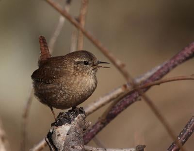 wren c