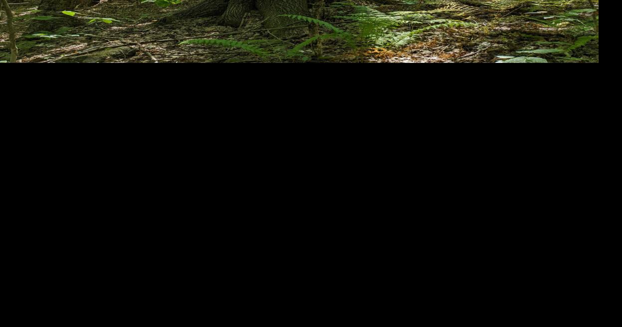 Local organization conserves 100+ acers of forest | Local News ...