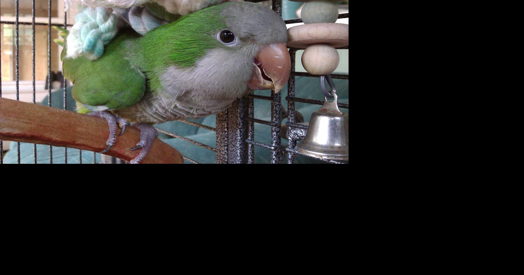 Two parrots reported stolen from Peterborough auto shop | Local News ...