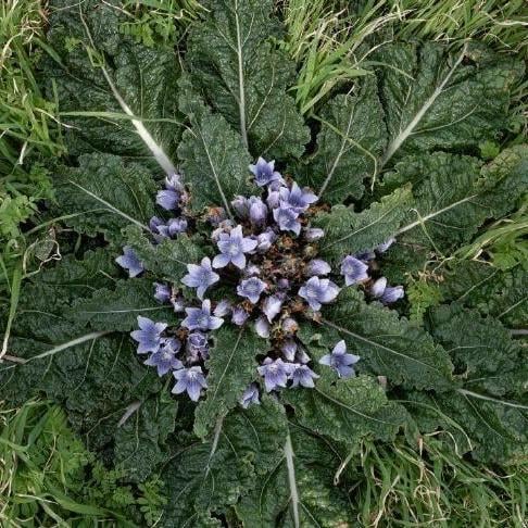 himalayan mandrake