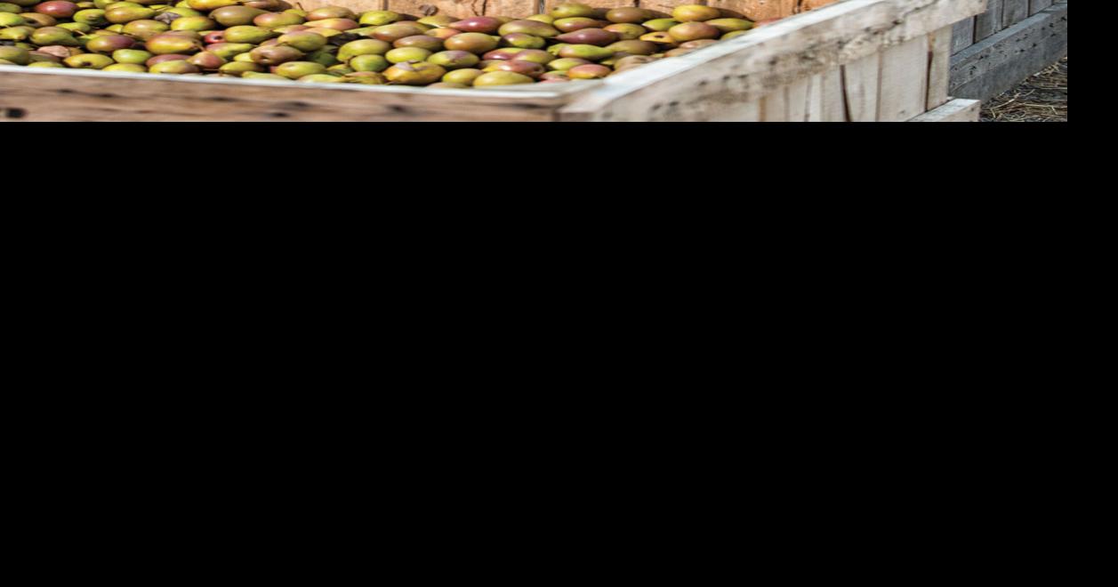 The Story of Gourds: Celebrating Fall with the Characters of the ...