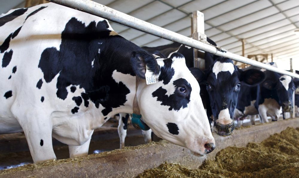 Cows bred to combat viruses | Canada | kenoraminerandnews.com
