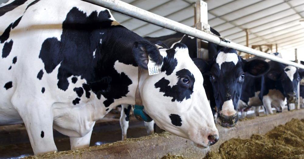 Cows bred to combat viruses | Canada | kenoraminerandnews.com