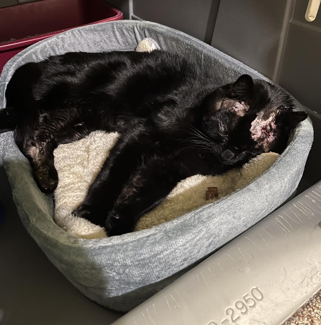 ‘You deserve every bit of this love’: Kenora Cat Shelter seals the deal ...