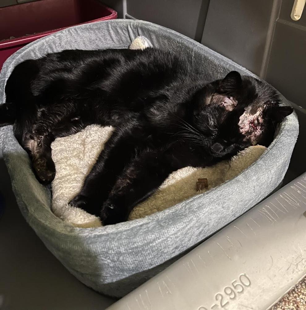 ‘You deserve every bit of this love’: Kenora Cat Shelter seals the deal ...