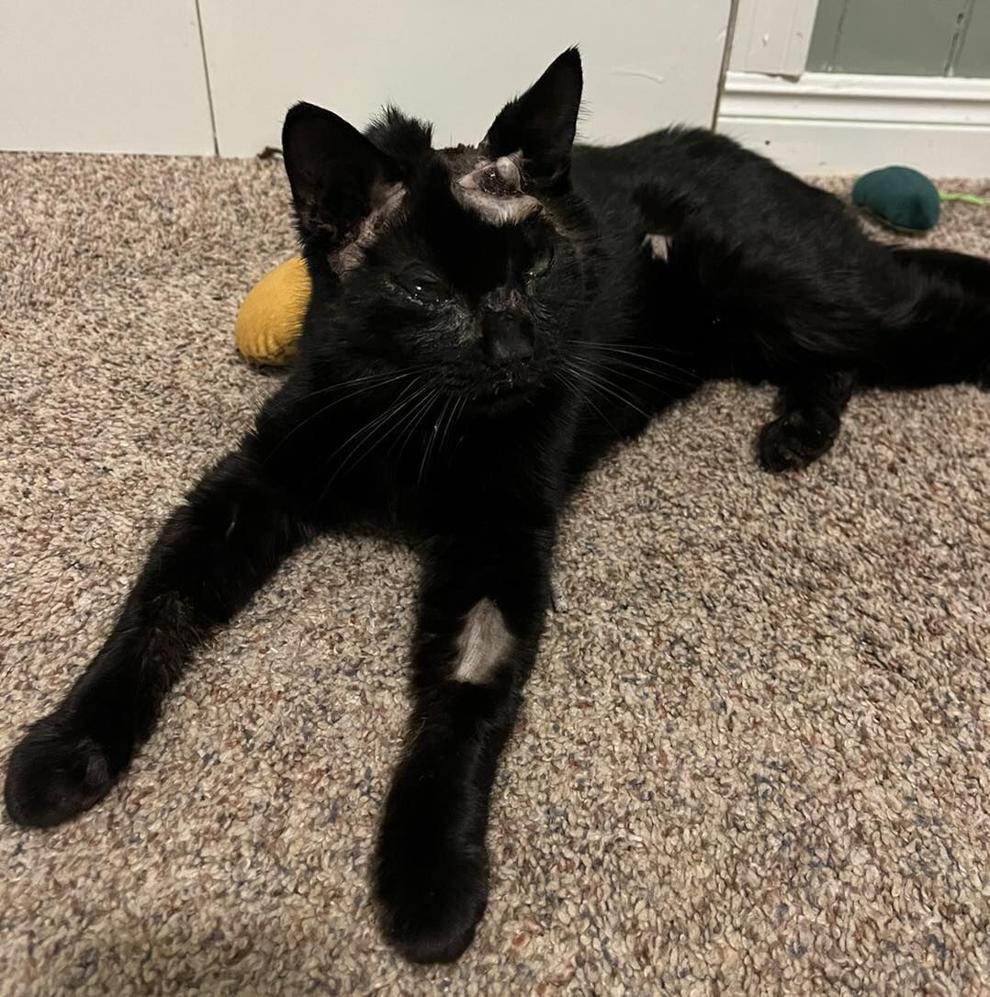 ‘You deserve every bit of this love’: Kenora Cat Shelter seals the deal ...