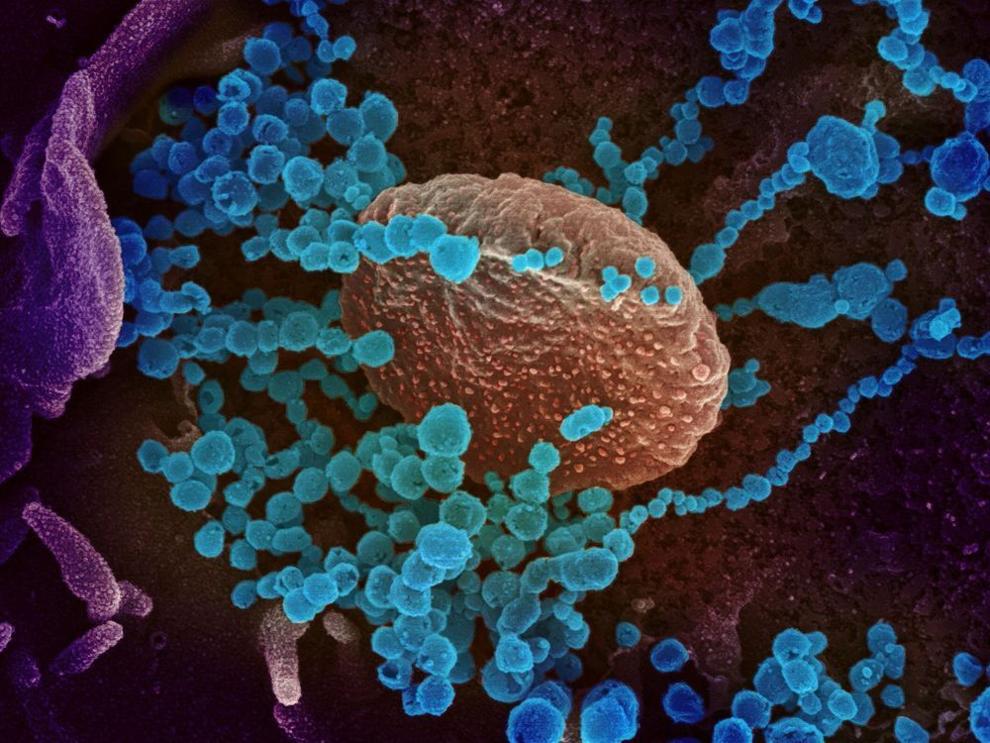 Ontario hits record 3,328 new COVID-19 cases, 56 deaths | News ...