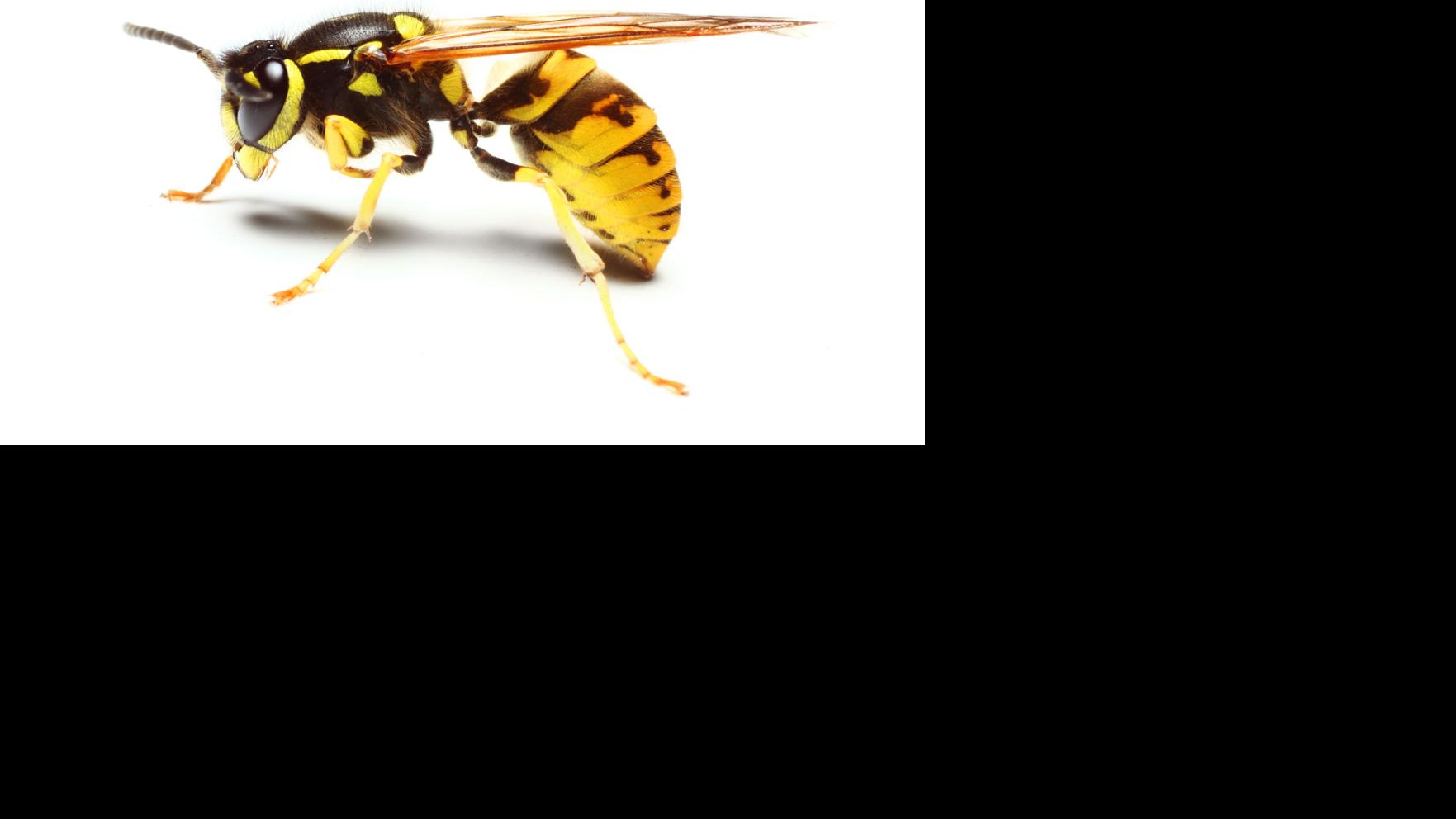 Watch out for the yellow jackets | Your Home | kenoshanews.com
