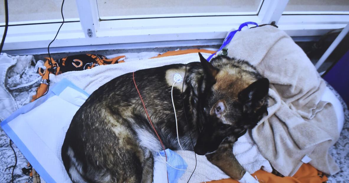 County Board urges stiffer sanctions for harming police dogs