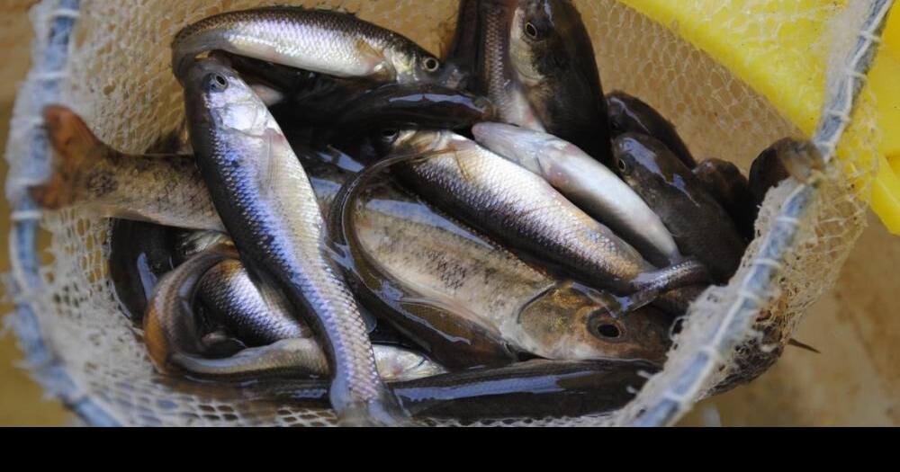 UW-Extension official on navigating bait laws in Wisconsin