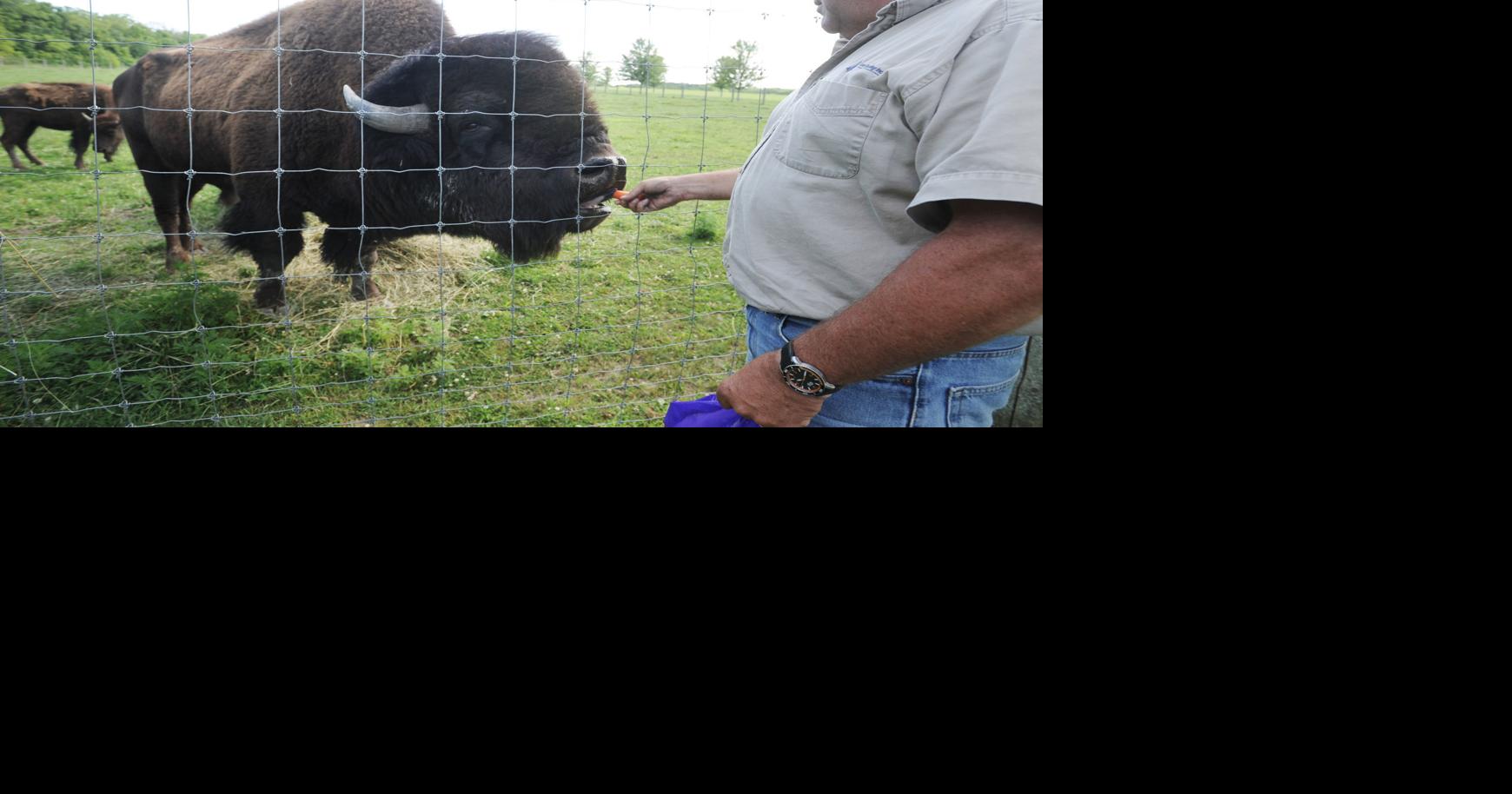 Kenosha County is home on the range for bison farms