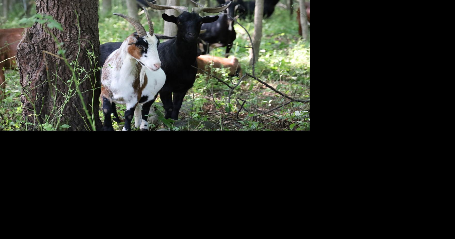 Goats strip invasive species in Wisconsin's Bristol Woods