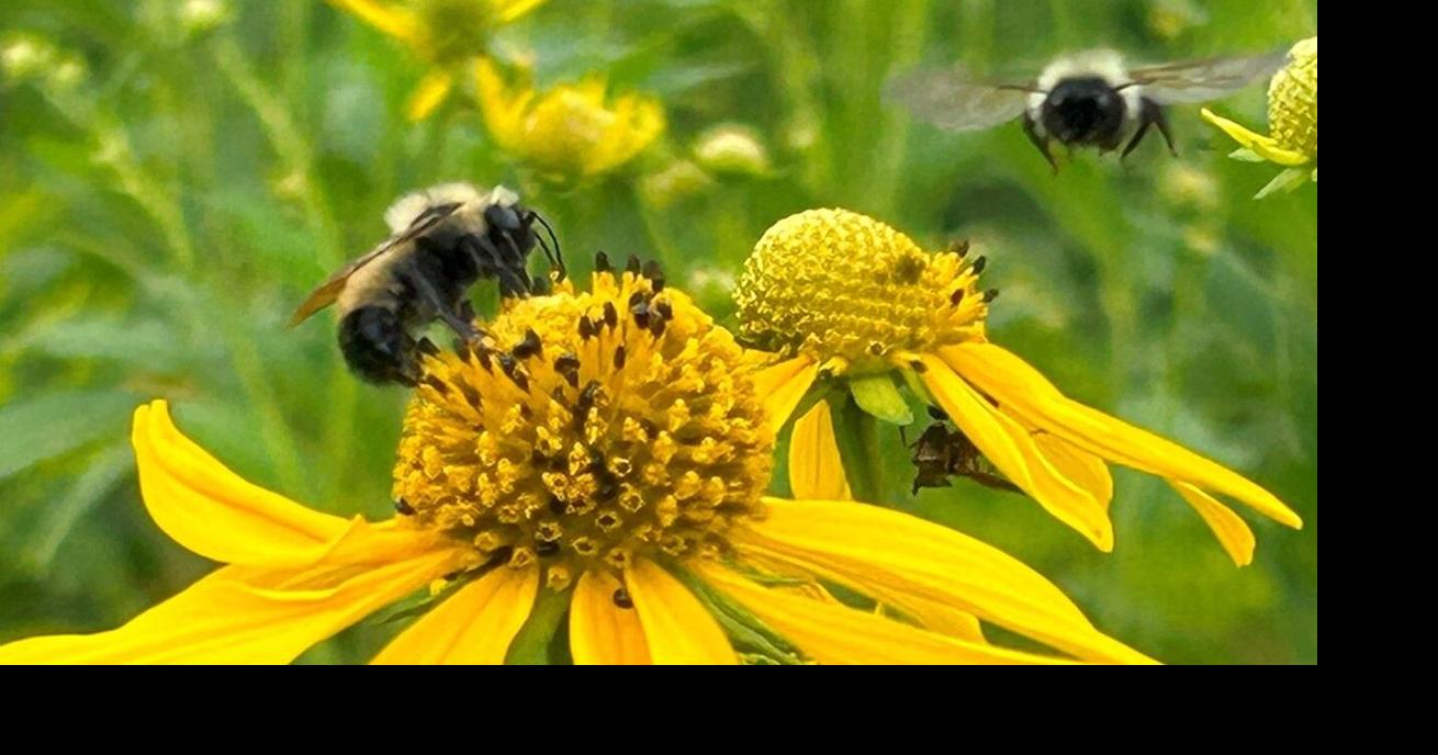 Project fuels habitat renewal for endangered bee in Somers