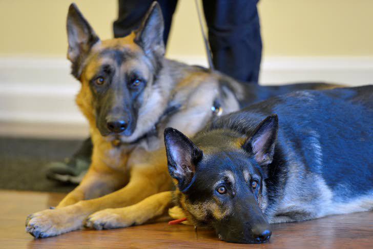 On a mission to save German shepherds