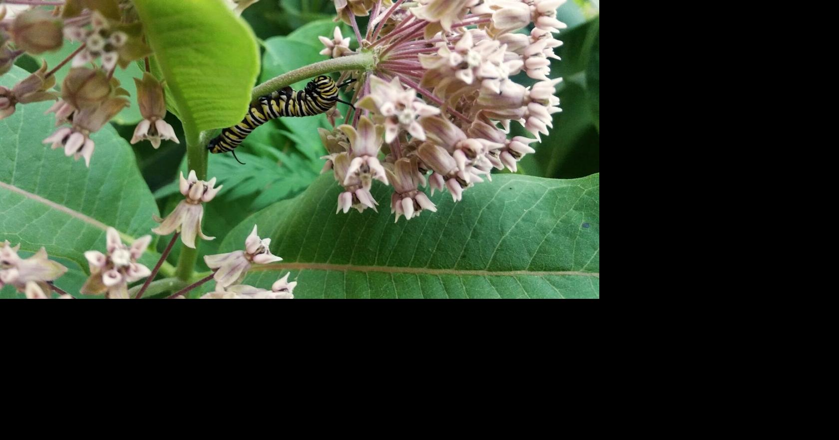 Pollinator patches to transform Kenosha's Washington Park