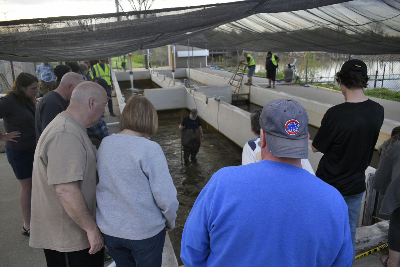 Kenosha rearing pond releases 40k salmon into Pike River