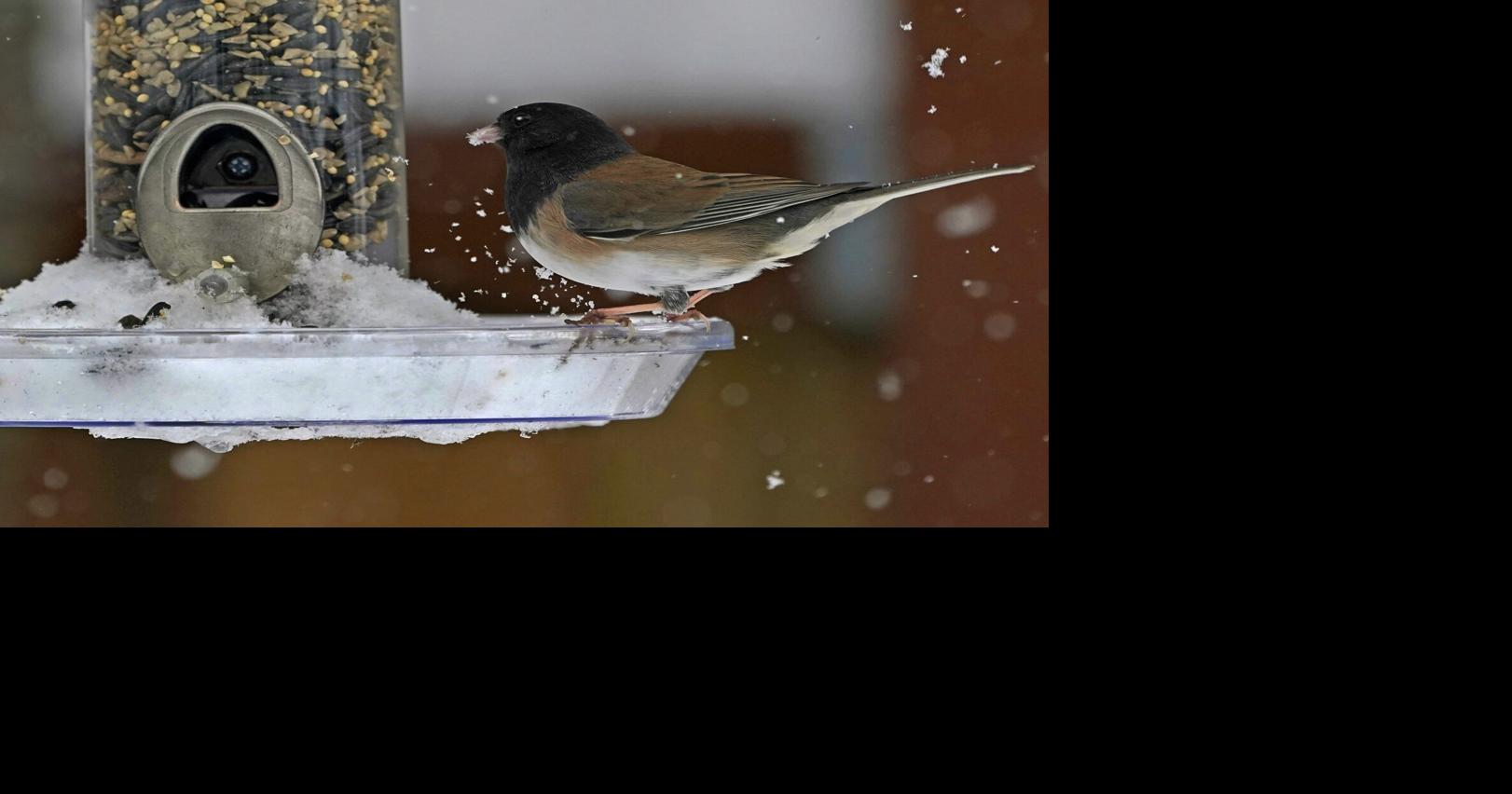 What to know about the bird flu outbreak in wild birds