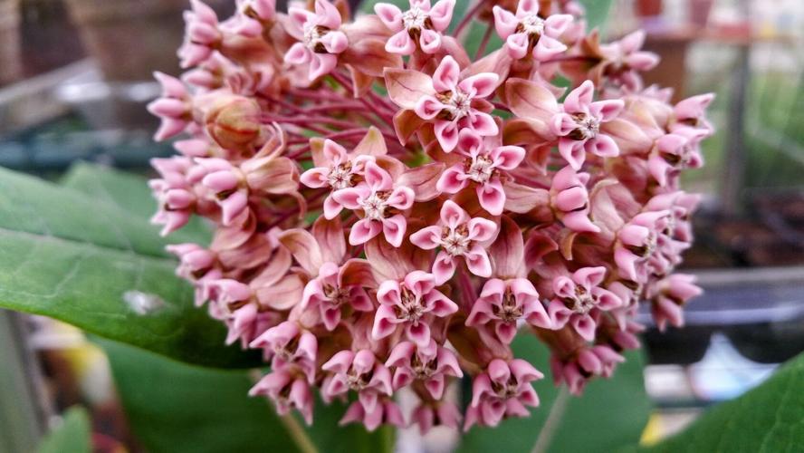 Pollinator patches to transform Kenosha's Washington Park