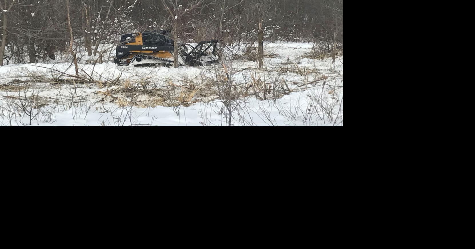 Pollination patch work continues through winter for rare bee project at ...