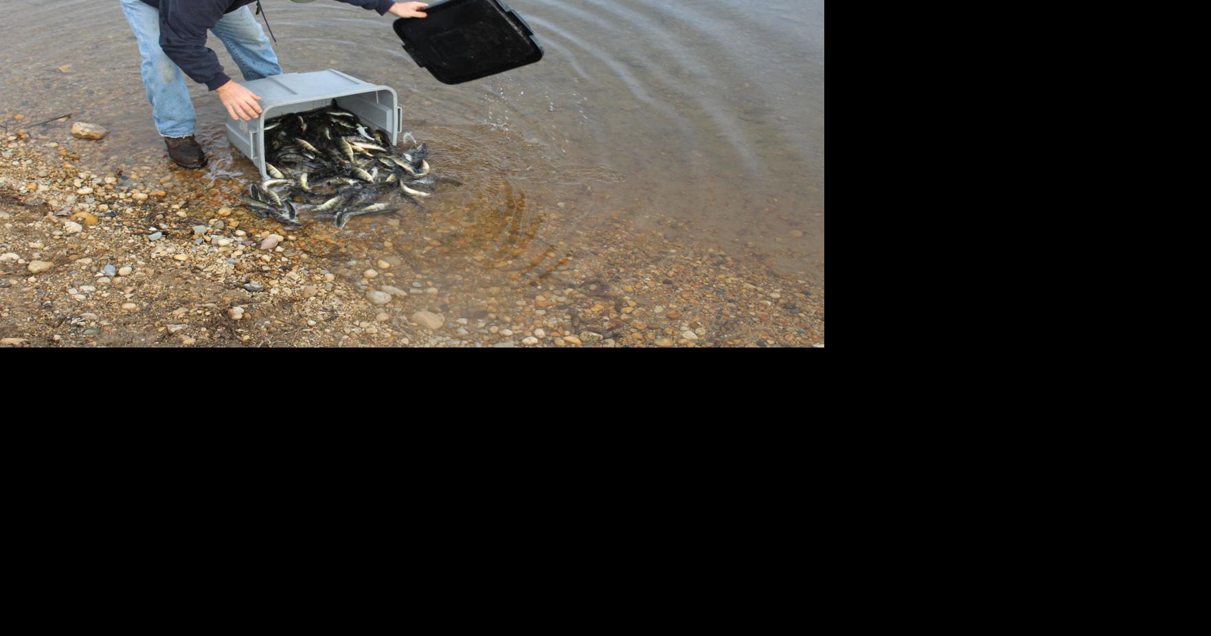 Officials stock KD Park with variety of fish