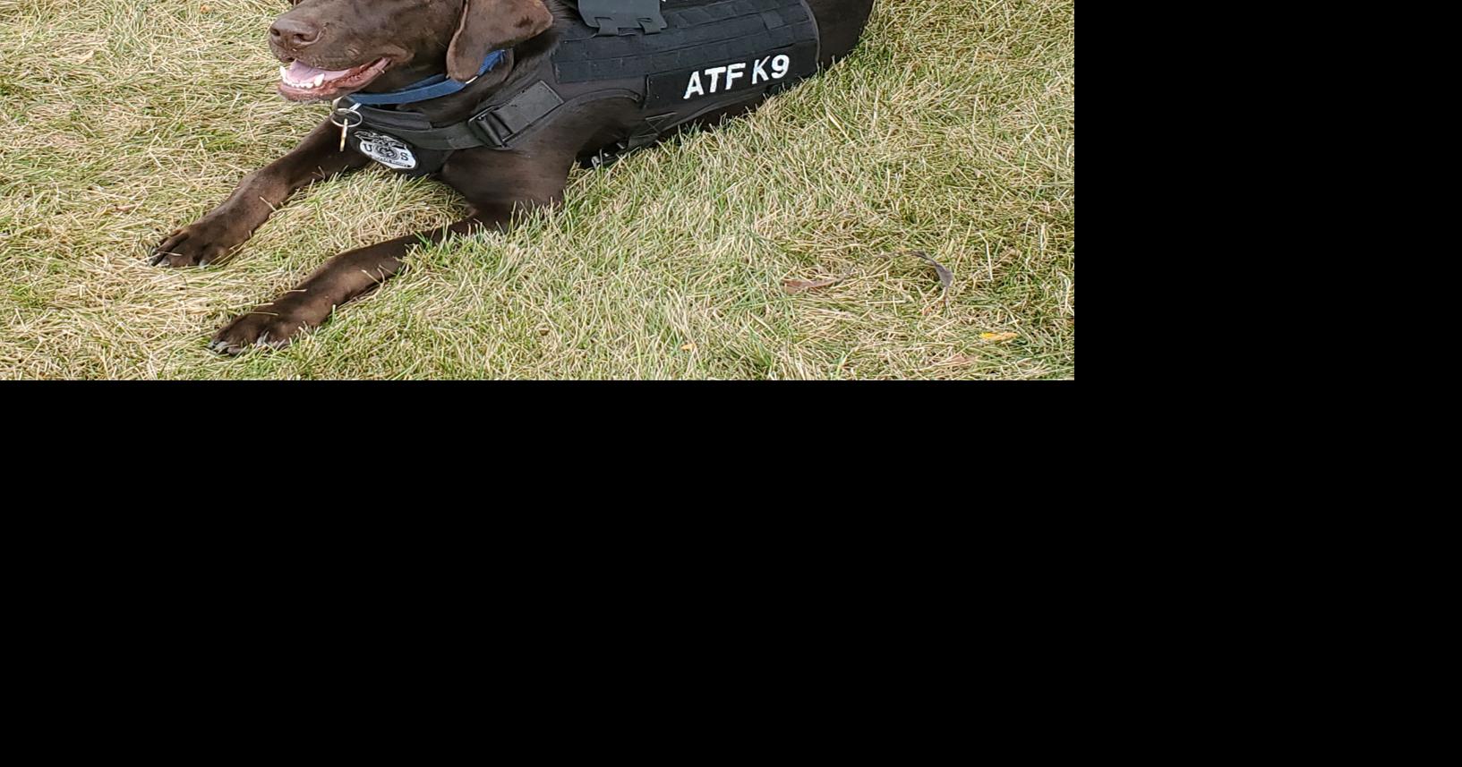 ATF K9 helping out in Kenosha; Her specialty is finding explosive odors