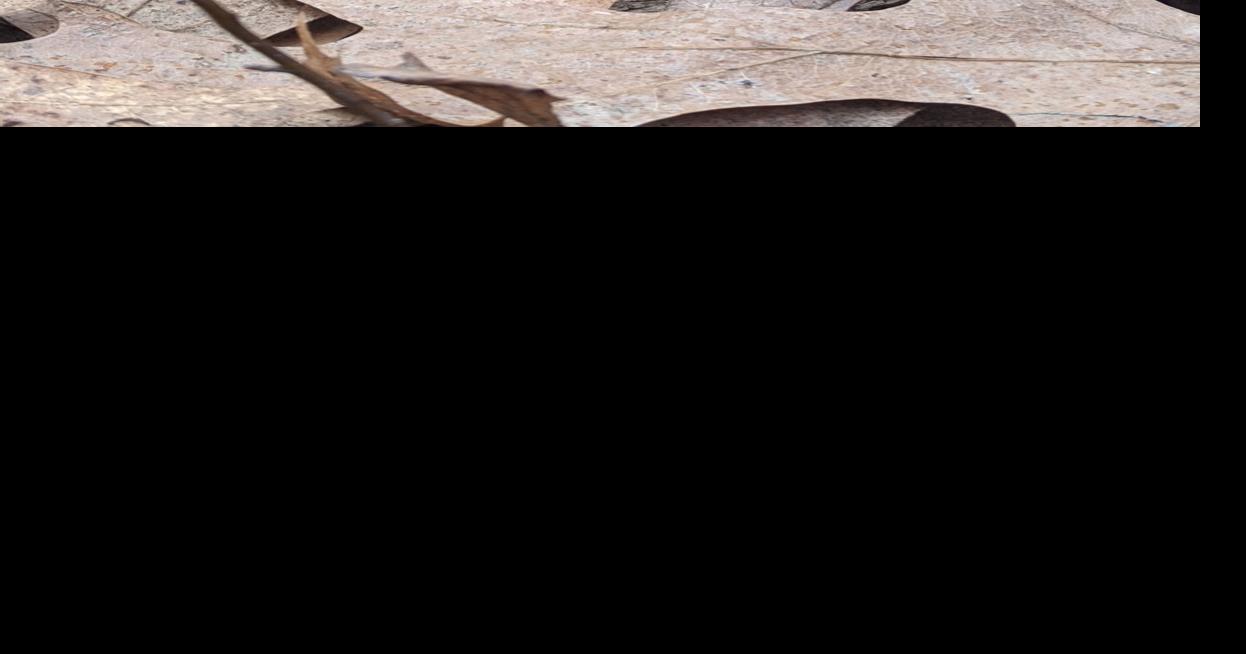 Pringle Nature Center offers Spring Break programs