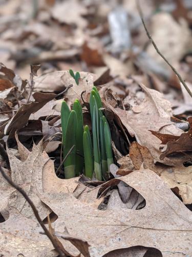 Pringle Nature Center offers Spring Break programs