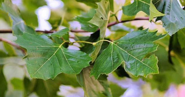 County tree program taking orders for spring delivery