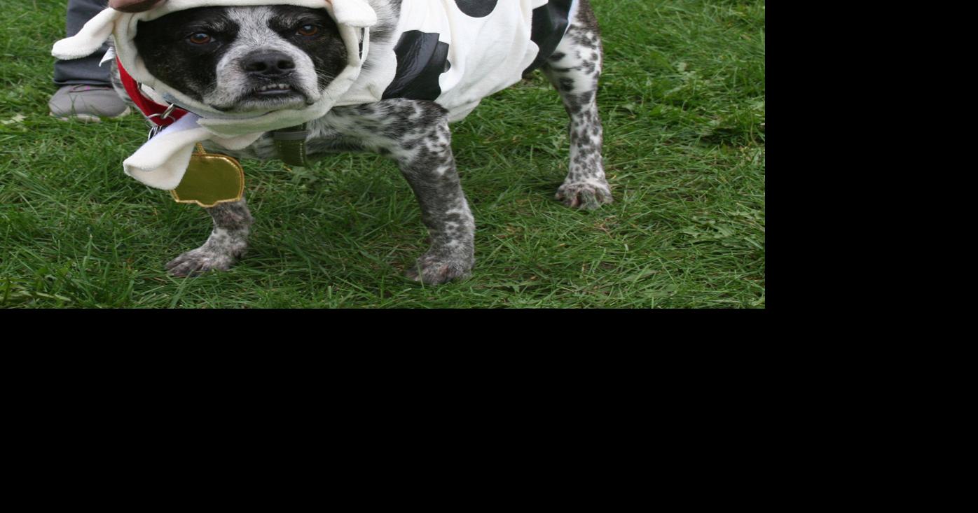 Costumed canines on parade at Safe Harbor Humane Society's Walk for ...