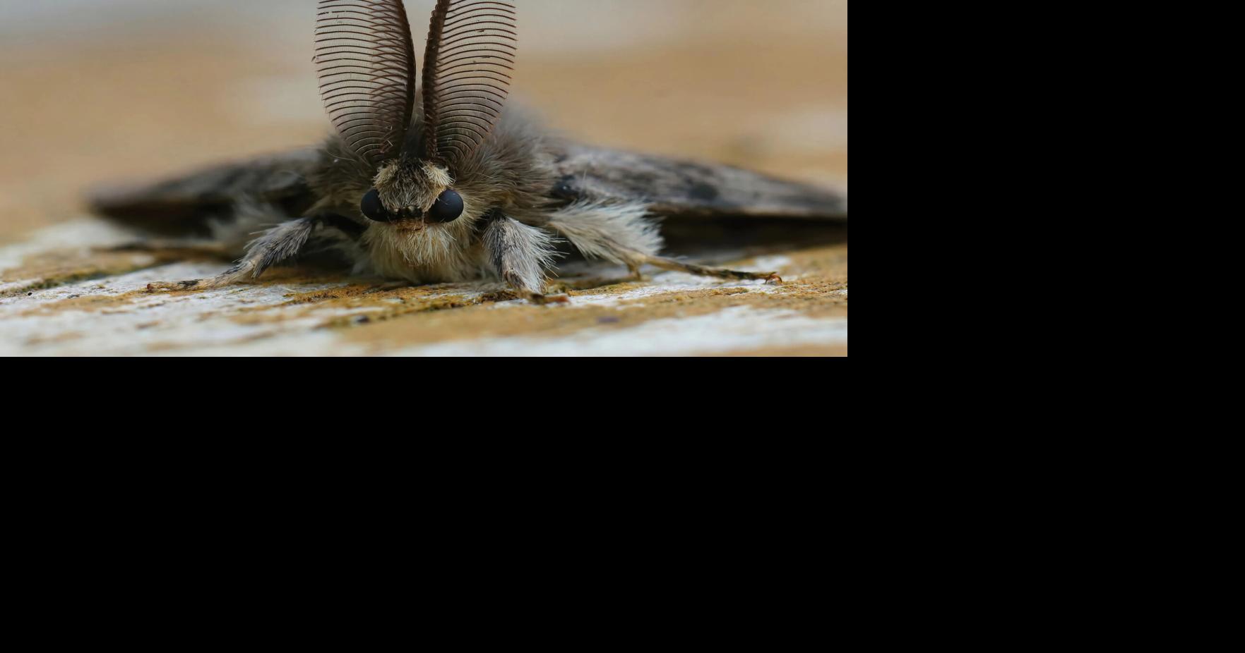 County site offers resources as invasive spongy moth in area