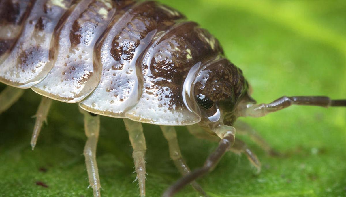 Grammar Guy: What do you call that bug under the big rock?