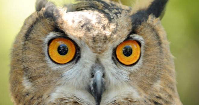 Kenosha County's Pringle Nature Center offers programs