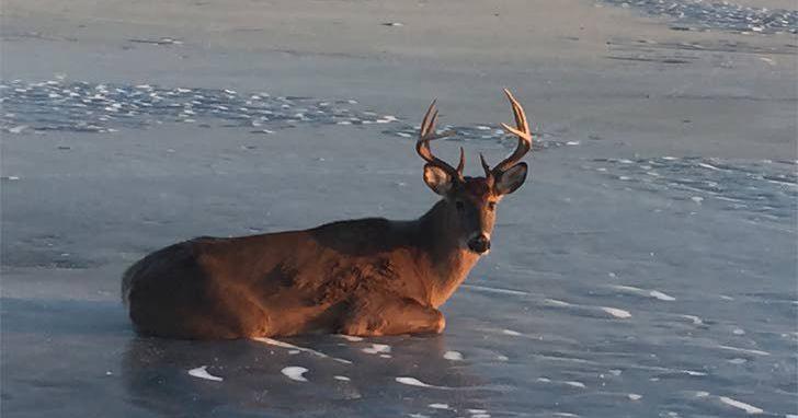 Deer rescued from frozen lake surface