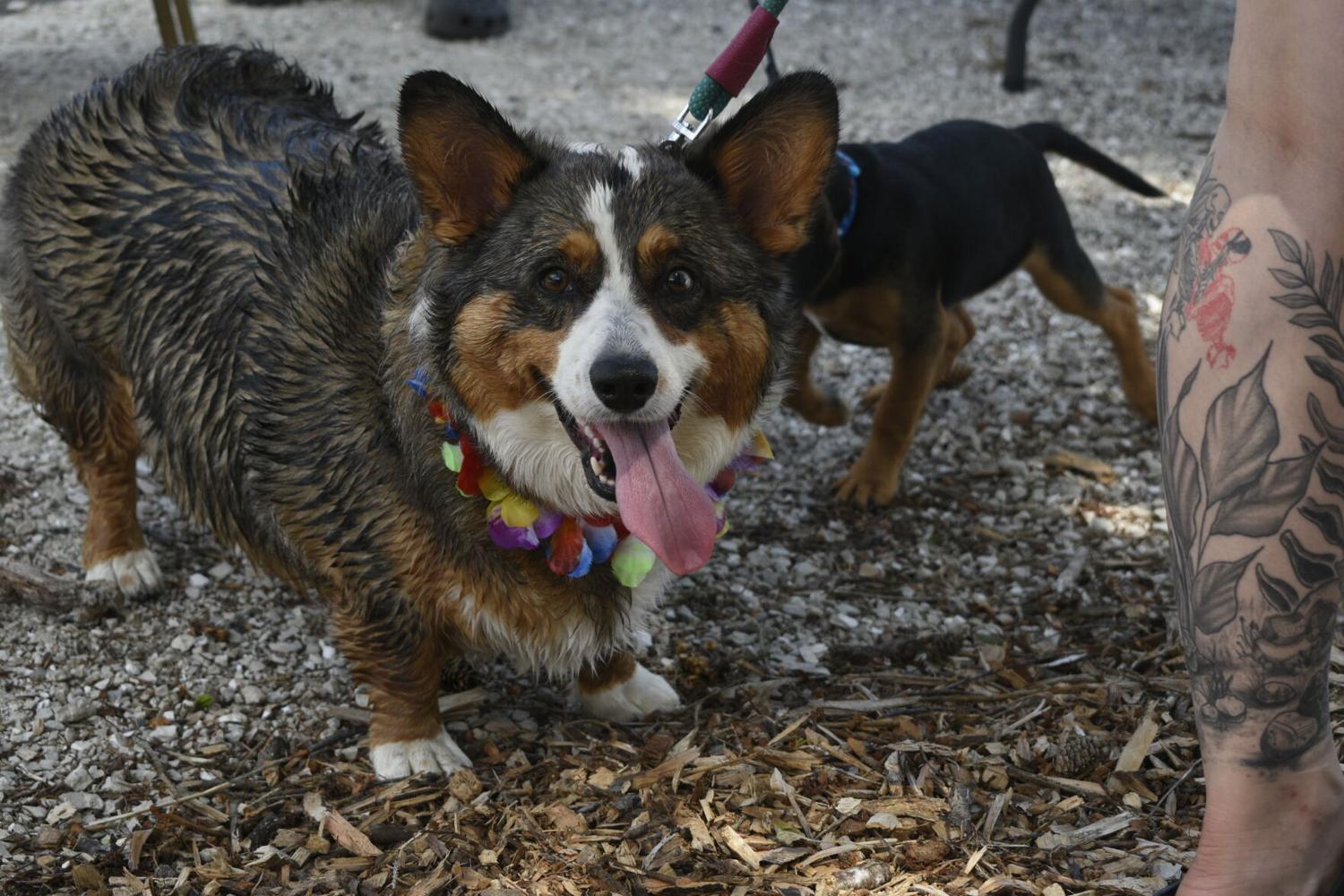 Dog Days of Summer brings fun in the sun at Jerry Smith Farm