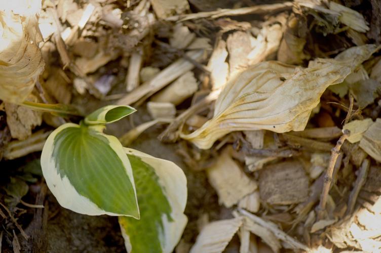 Hosta problems aren't wholly due to slugs