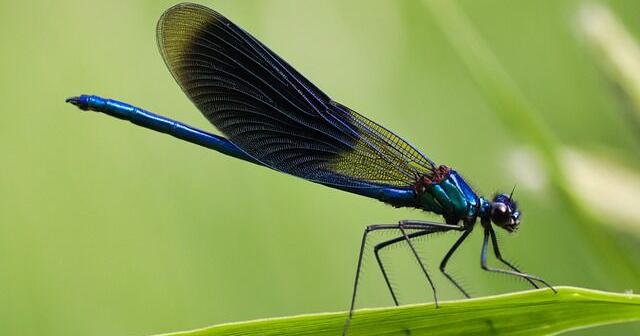 Pringle Nature Center hosting 'BioBlitz' Festival on June 11