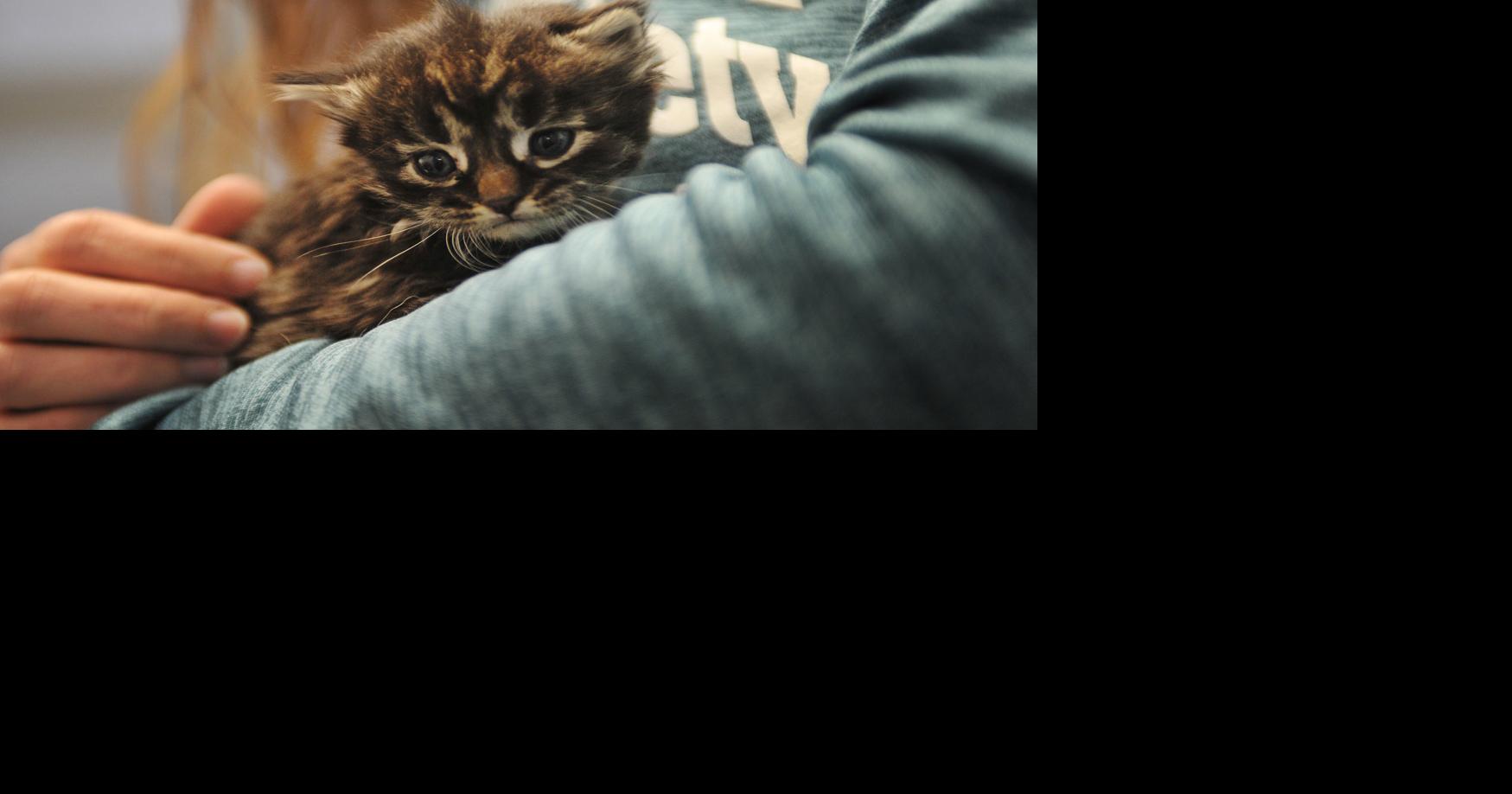 Wisconsin Humane Society, Kenosha Safe Harbor talk potential merger