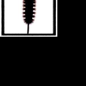 Wooly worm Winter weather prediction | | Kentucky New Era