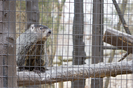 LBL kicks off season with groundhog fun | Living | Kentucky New Era