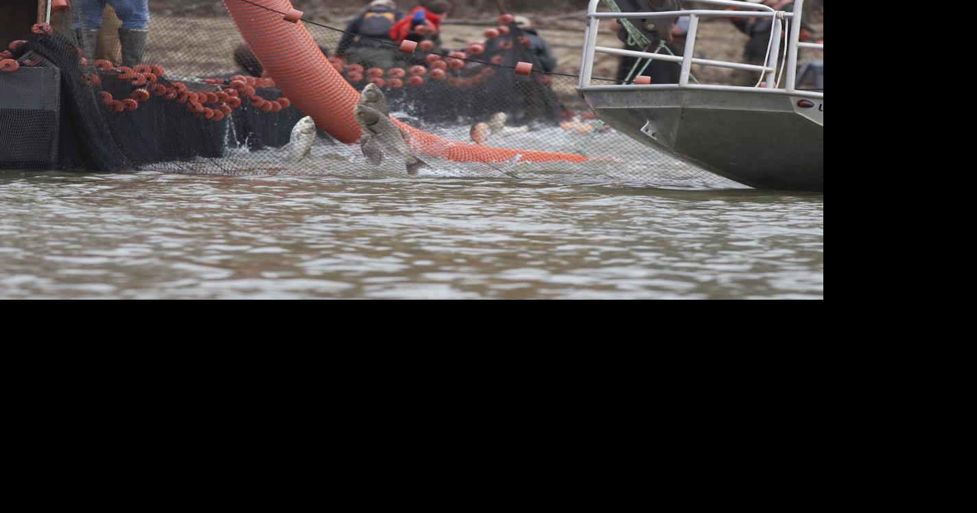 Department of Fish and Wildlife tests Asian carp removal technique ...